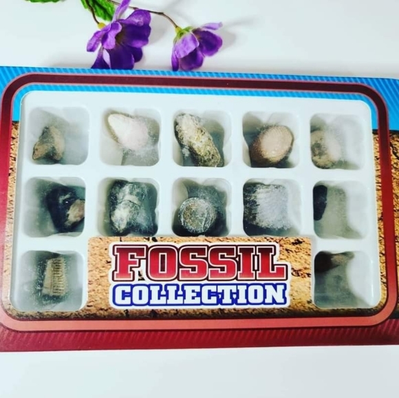 Accents | Fossils Collection Kit Set Of 12 Fossils | Poshmark